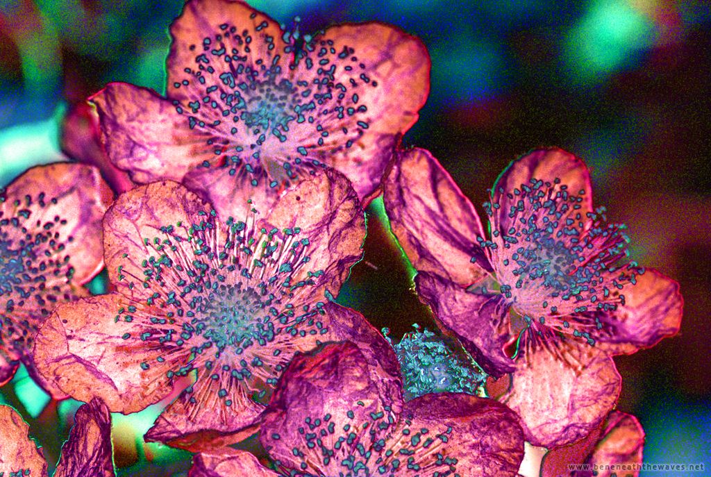 Blackberries - Photography - Beneath the Waves