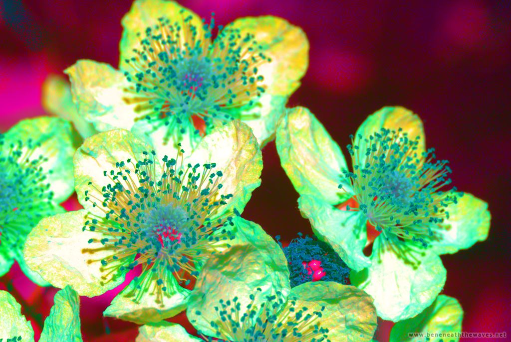 Blackberries - Photography - Beneath the Waves