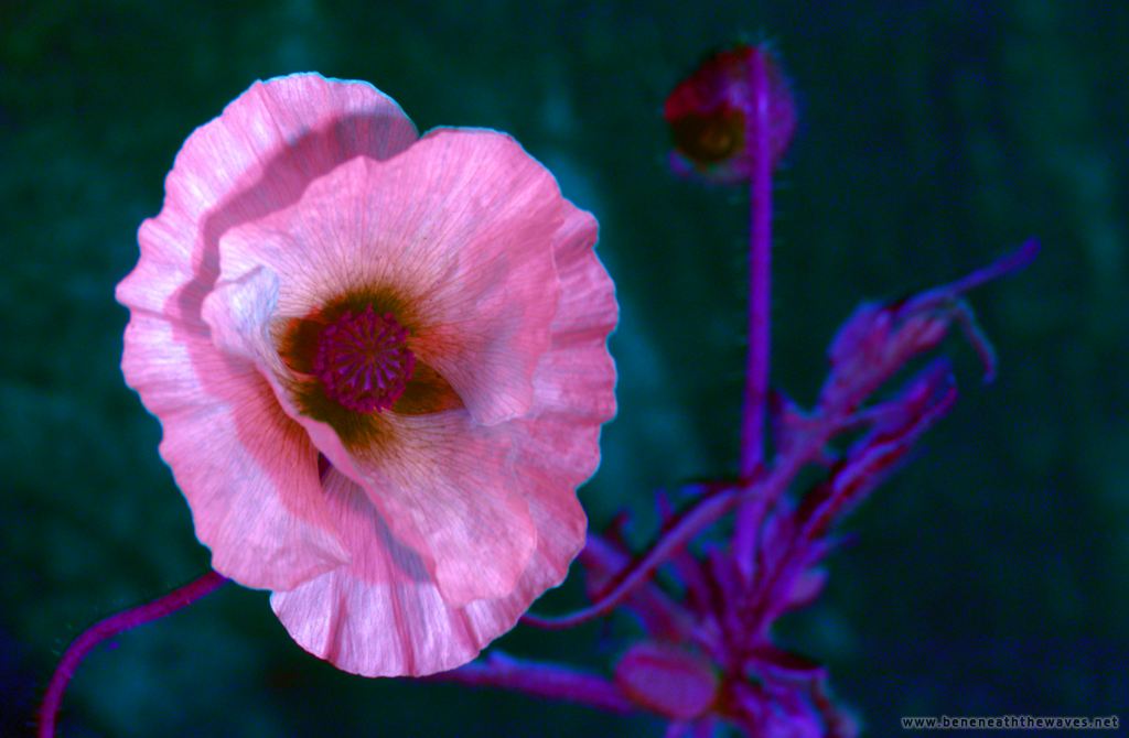 Poppies (Papaver) - Photography - Beneath the Waves